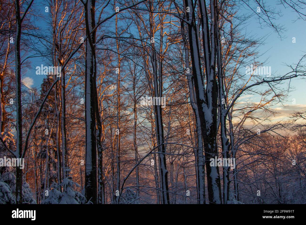 Beech tree woods in sunset Stock Photo - Alamy