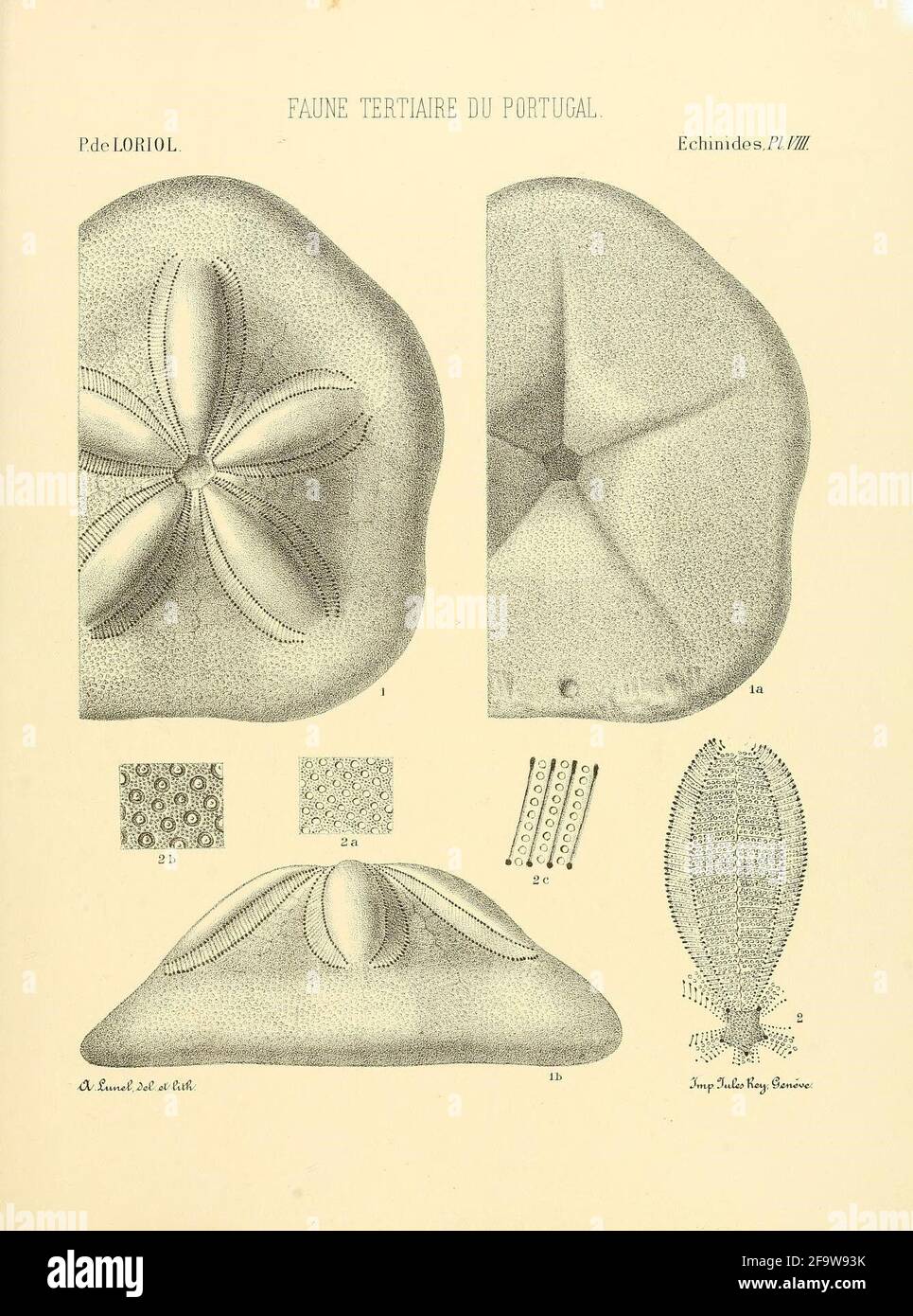 Fossil echinoderms hi-res stock photography and images - Alamy