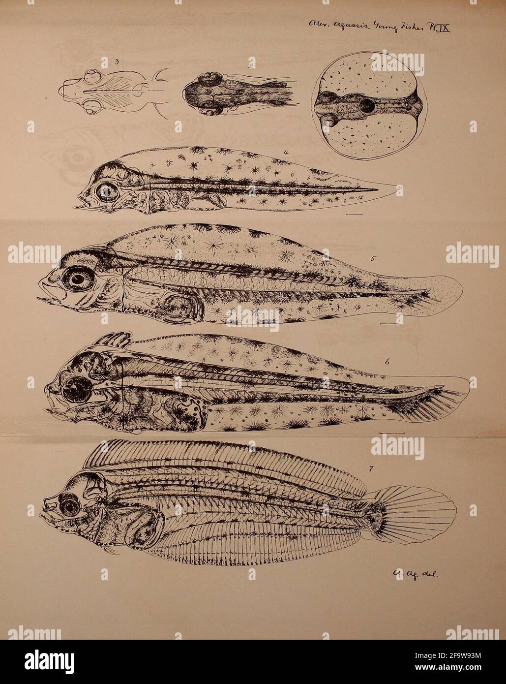 Fish stages illustration hi-res stock photography and images - Alamy