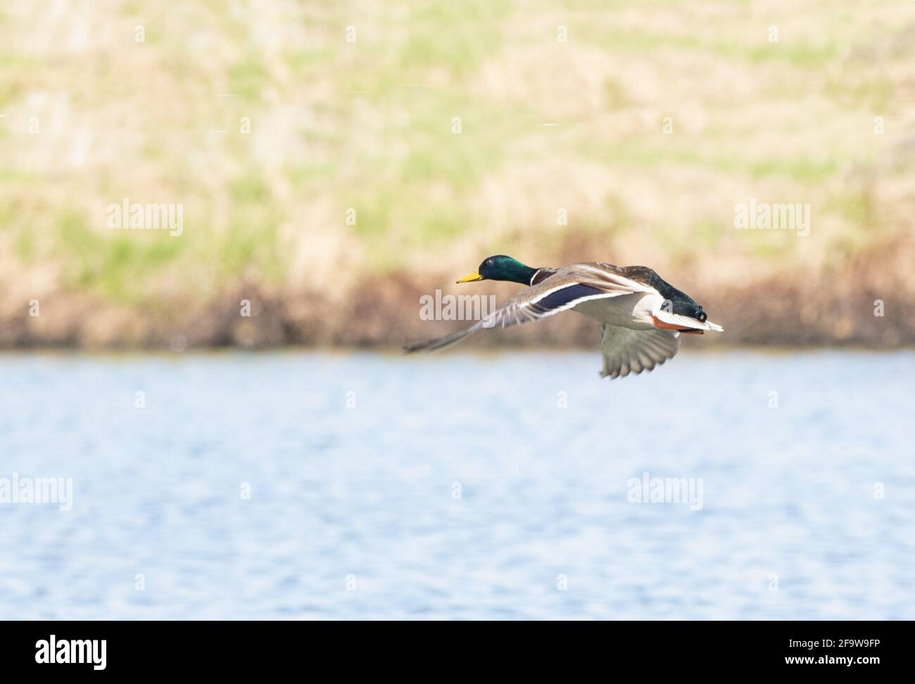 Duck Flying Over Water High Resolution Stock Photography and Images - Alamy