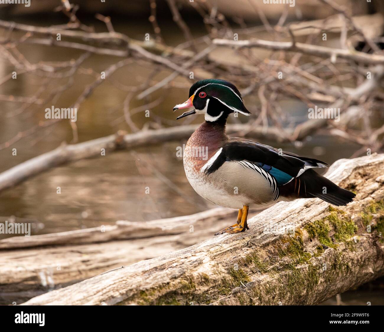Wood duck posing as a model in this little city park in Montreal area ...