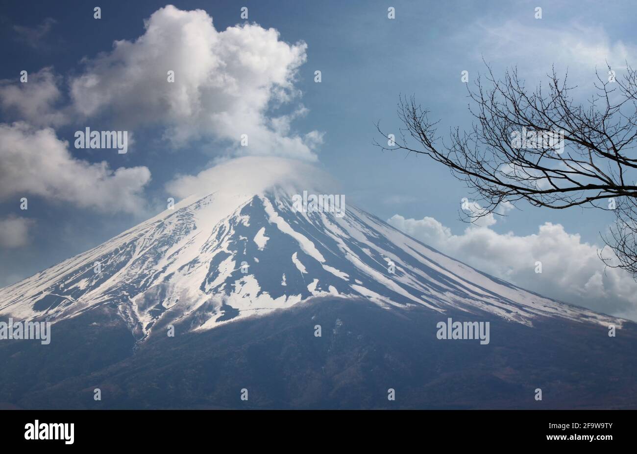 Mount Fuji and the branches of cherry trees on blue sky background,View ...