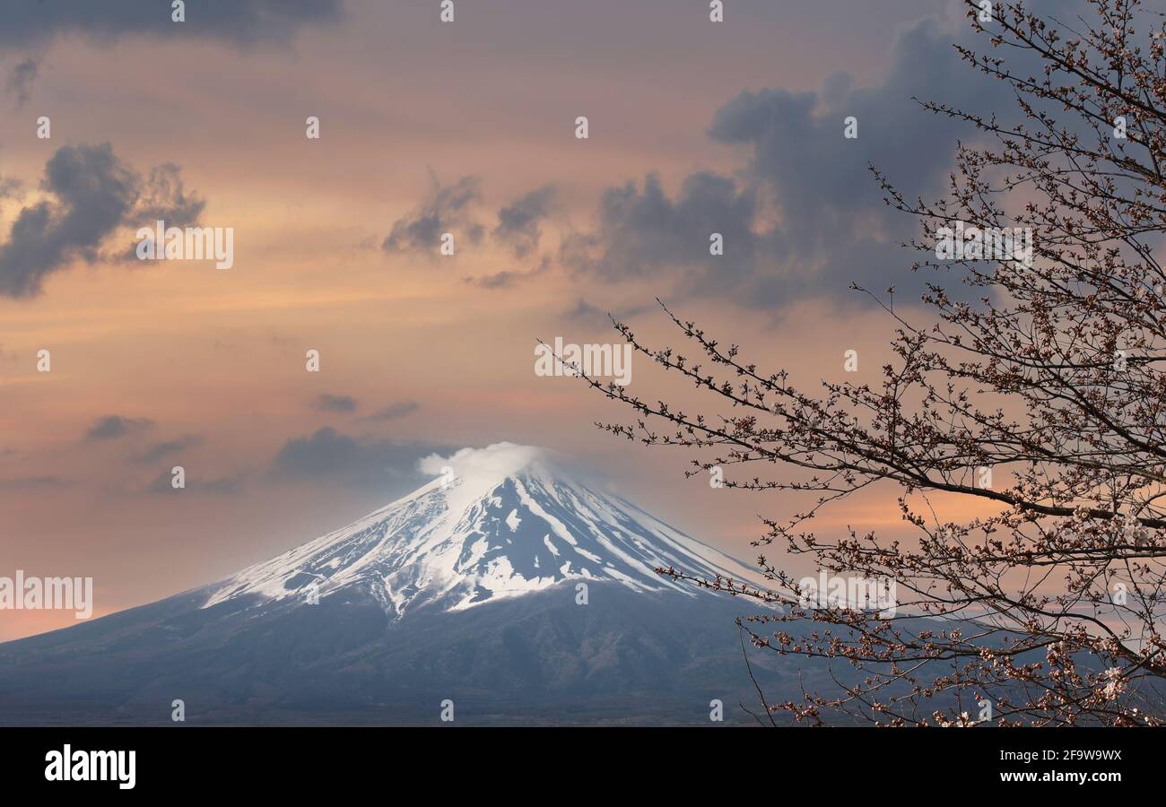 Mount Fuji and the branches of cherry trees in twilight sky background ...