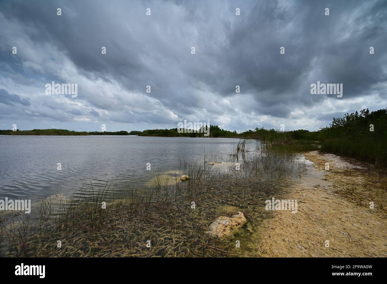 Storm clouds gathering over Sweet Bay Pond in Everglades National Park ...