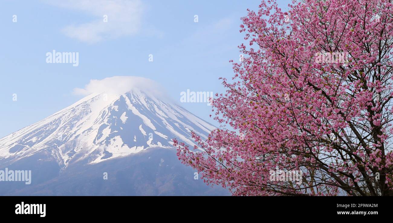 Mount Fuji and the branches of cherry trees in bloom on blue sky ...