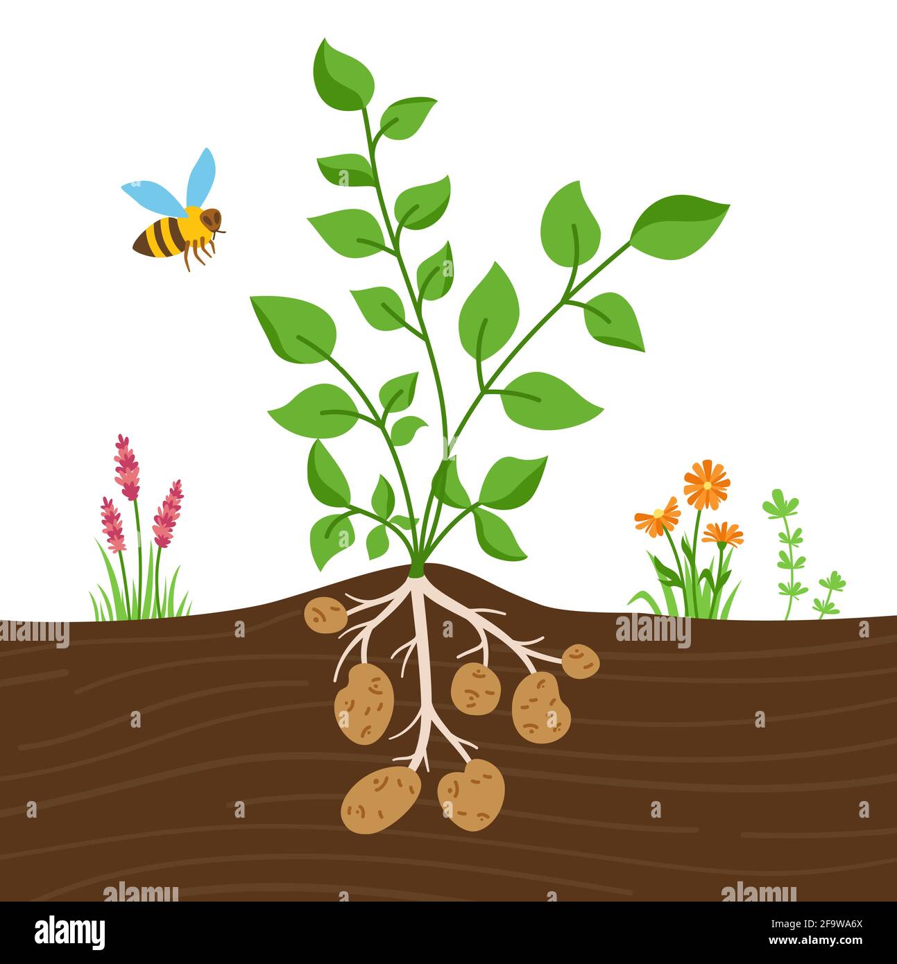 Potato plant with leaves tubers cartoon illustration. Planting potatoes ...