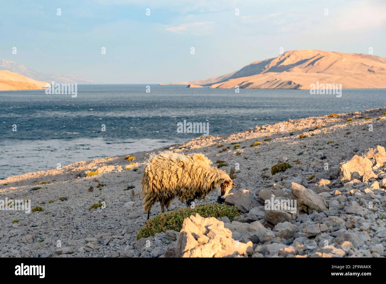 Pag Island Sheep High Resolution Stock Photography and Images - Alamy