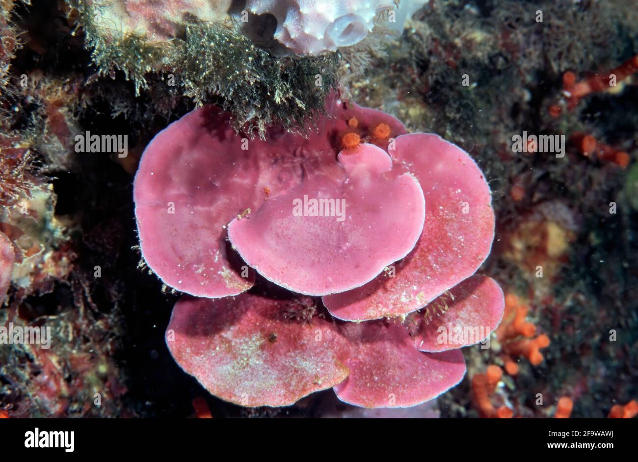 Calcareous Deposits High Resolution Stock Photography and Images - Alamy