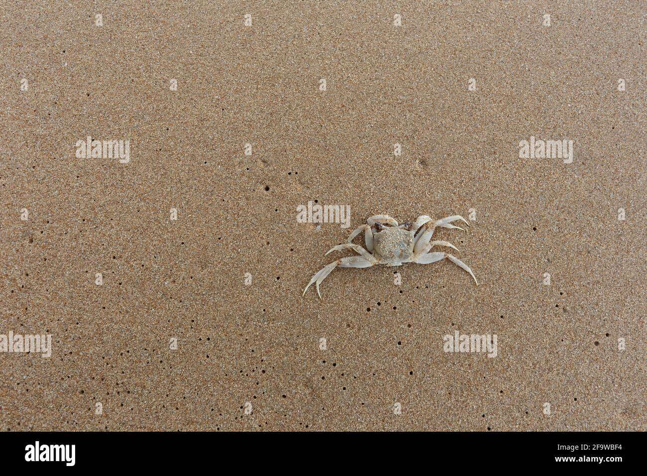 Dead wind crab on sand floor and have copy space for design in your ...