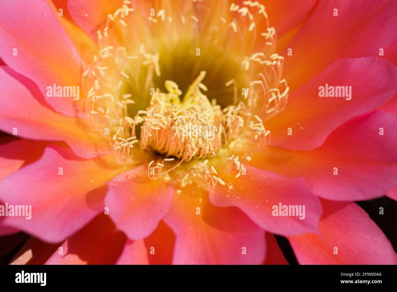 Flying Saucer Cactus Flower Head. Arizona Cactus Garden in Stanford ...