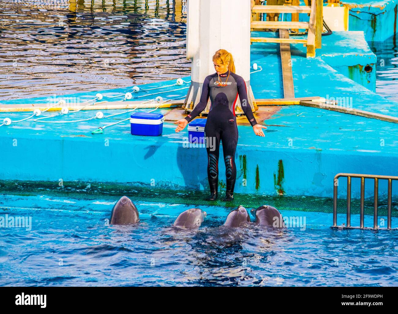 Keeper animal underwater hi-res stock photography and images - Alamy