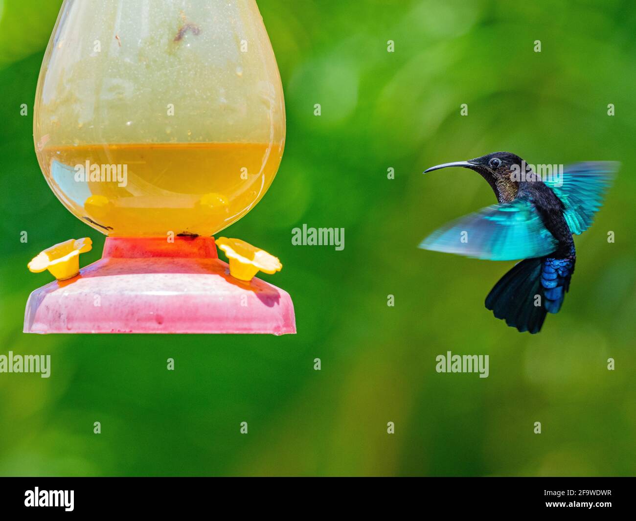 Hummingbirds the smallest bird in the world Stock Photo - Alamy