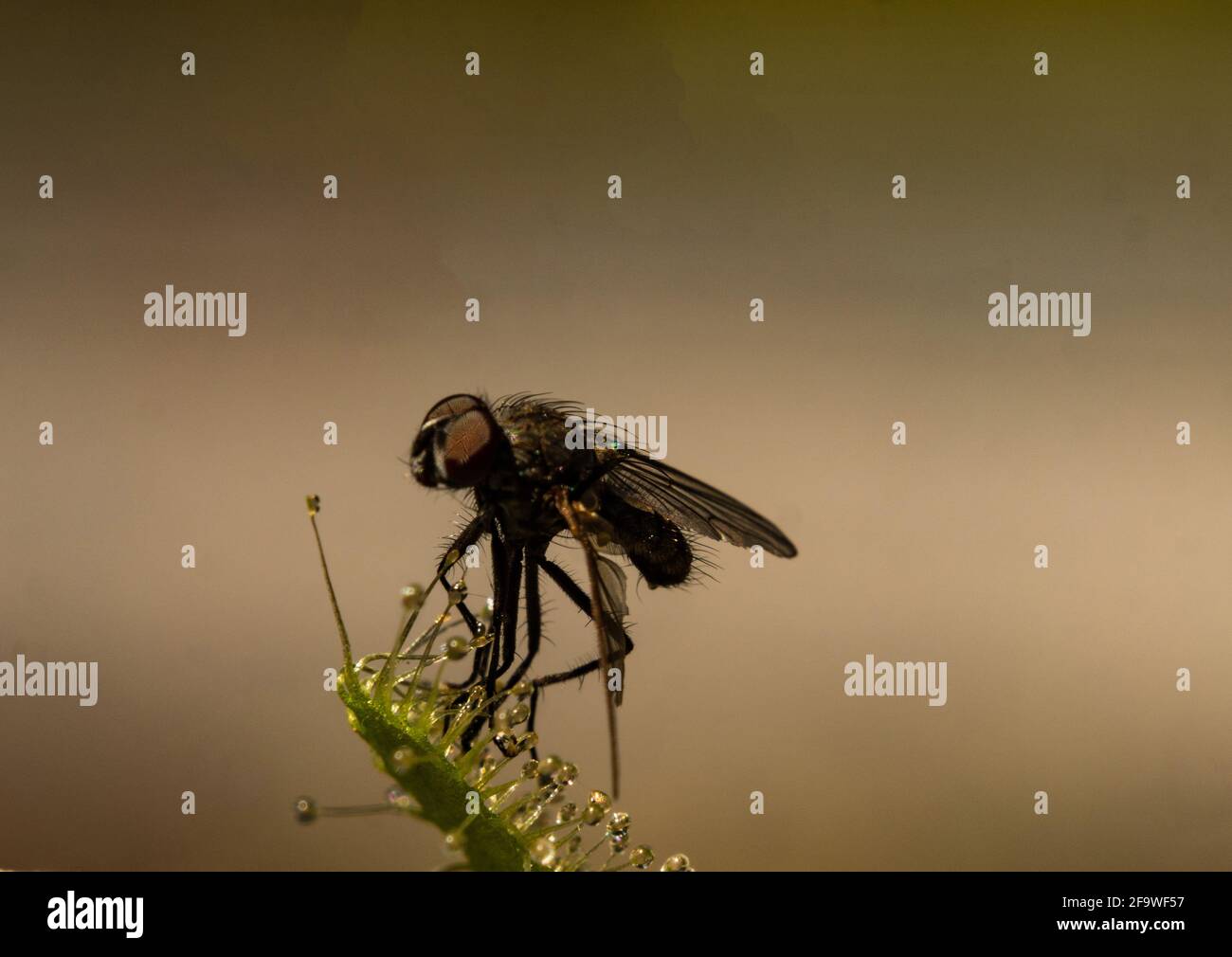 Sundew with prey hi-res stock photography and images - Alamy