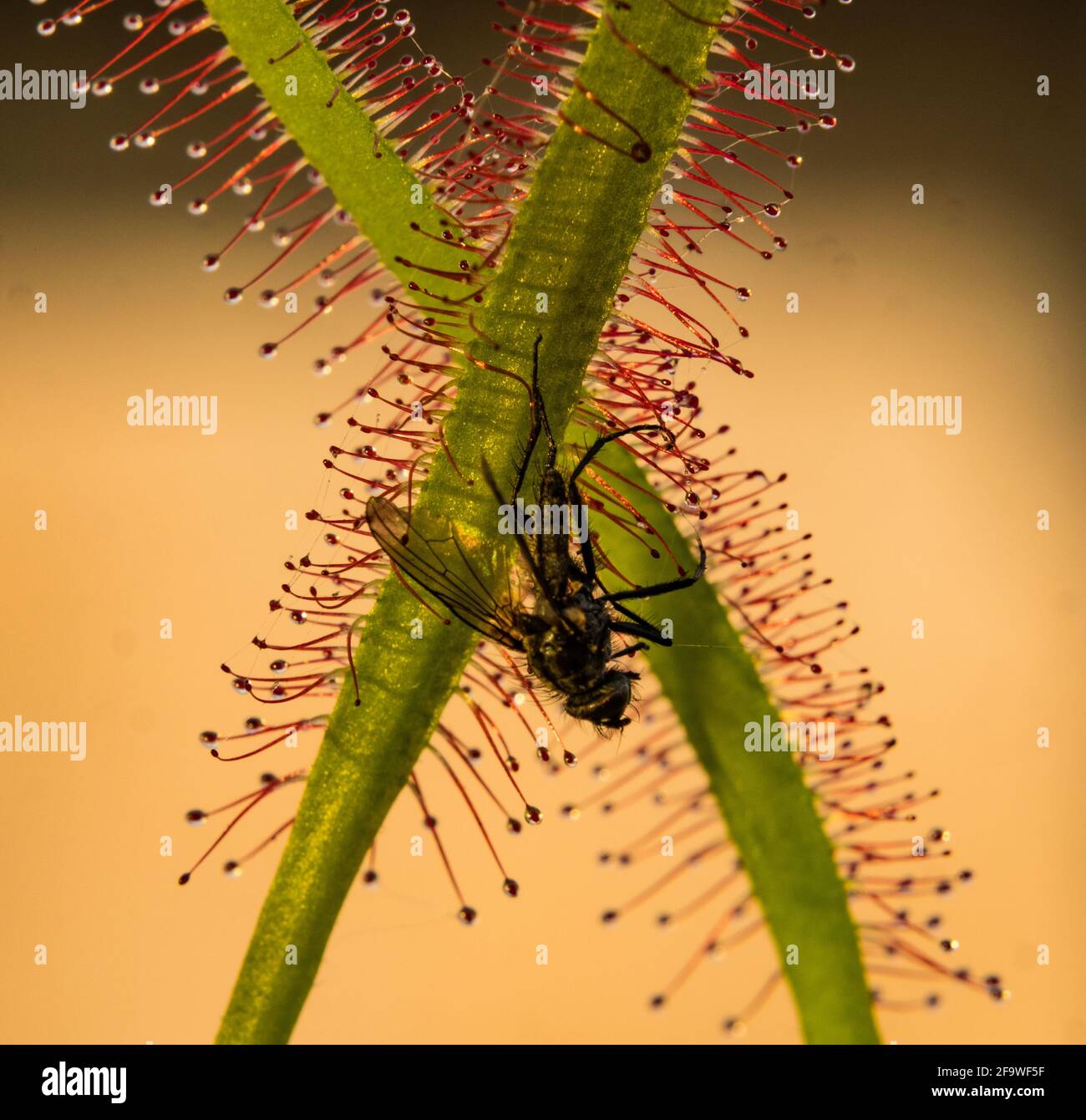 Sundew with prey hi-res stock photography and images - Alamy