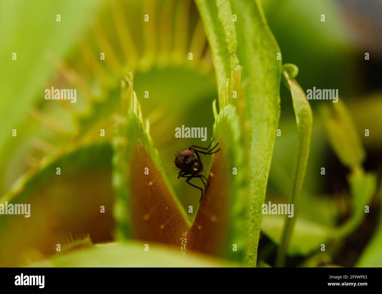 Venus flytrap animal hi-res stock photography and images - Alamy