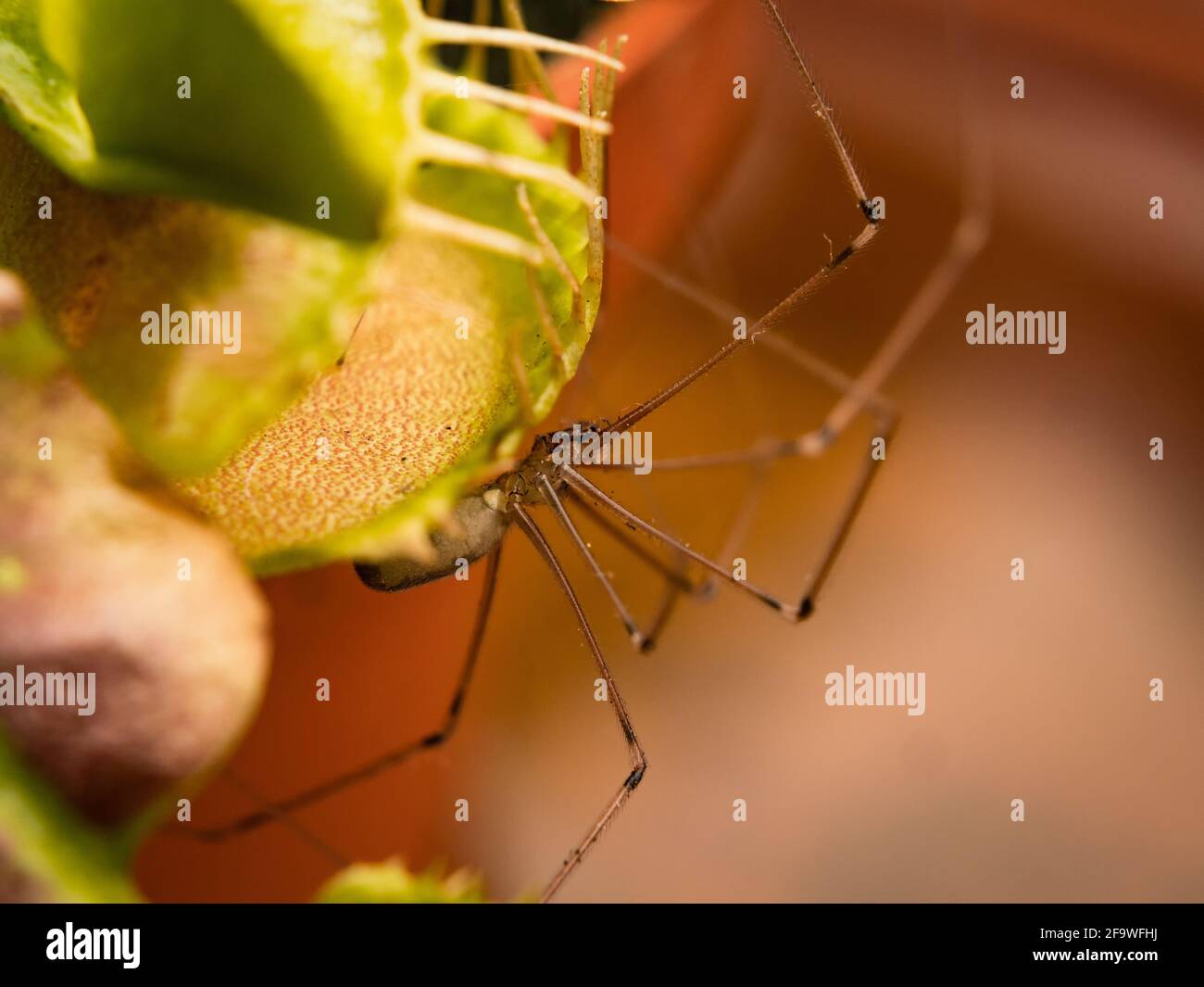 Sundew with prey hi-res stock photography and images - Alamy