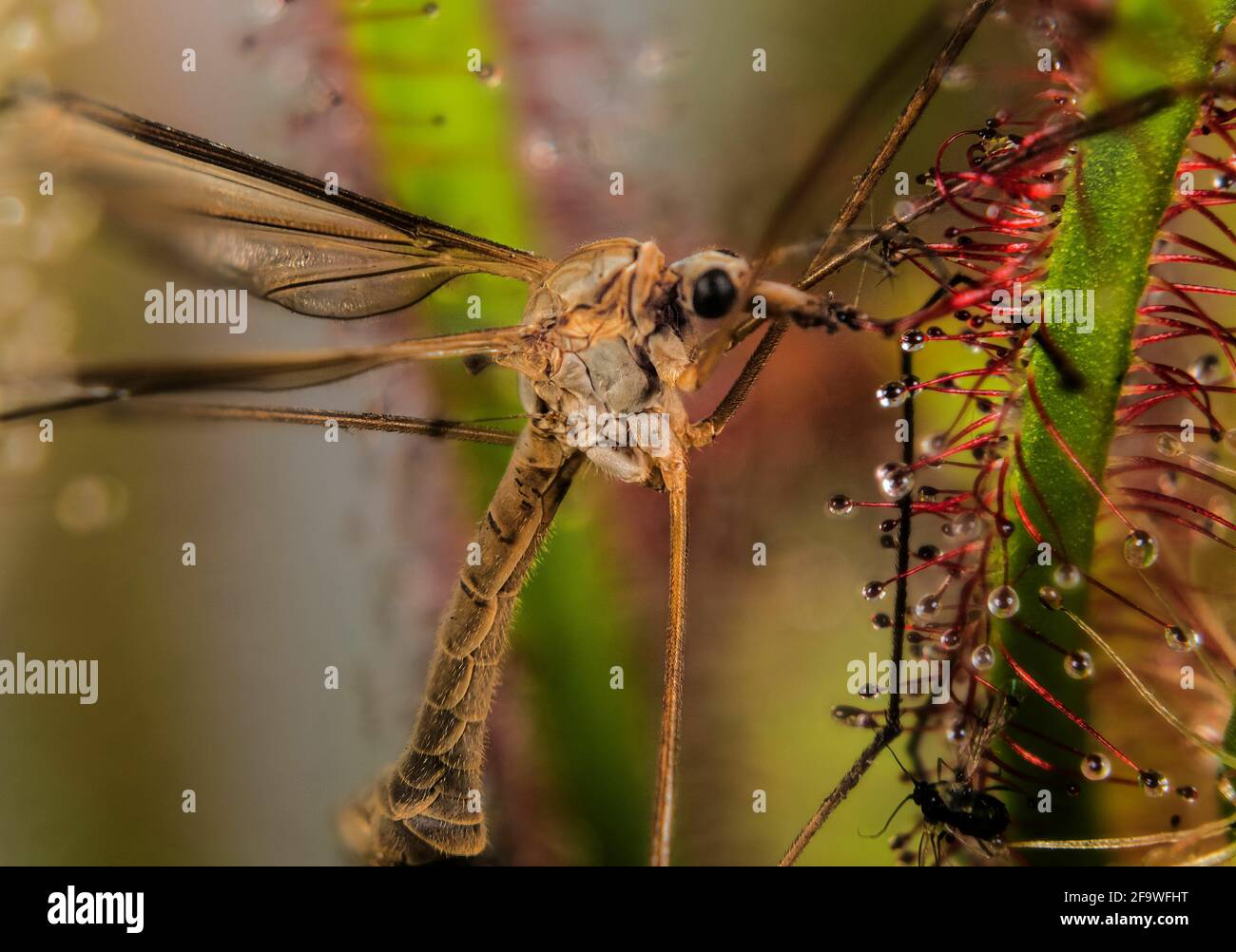 Bog hunt spider hi-res stock photography and images - Alamy