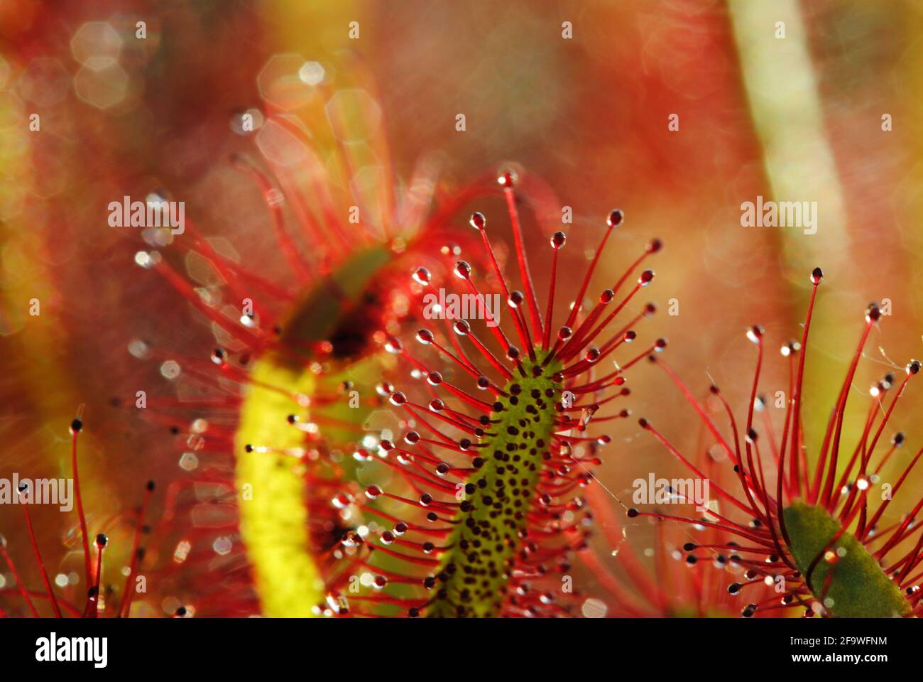 Bog hunt spider hi-res stock photography and images - Alamy