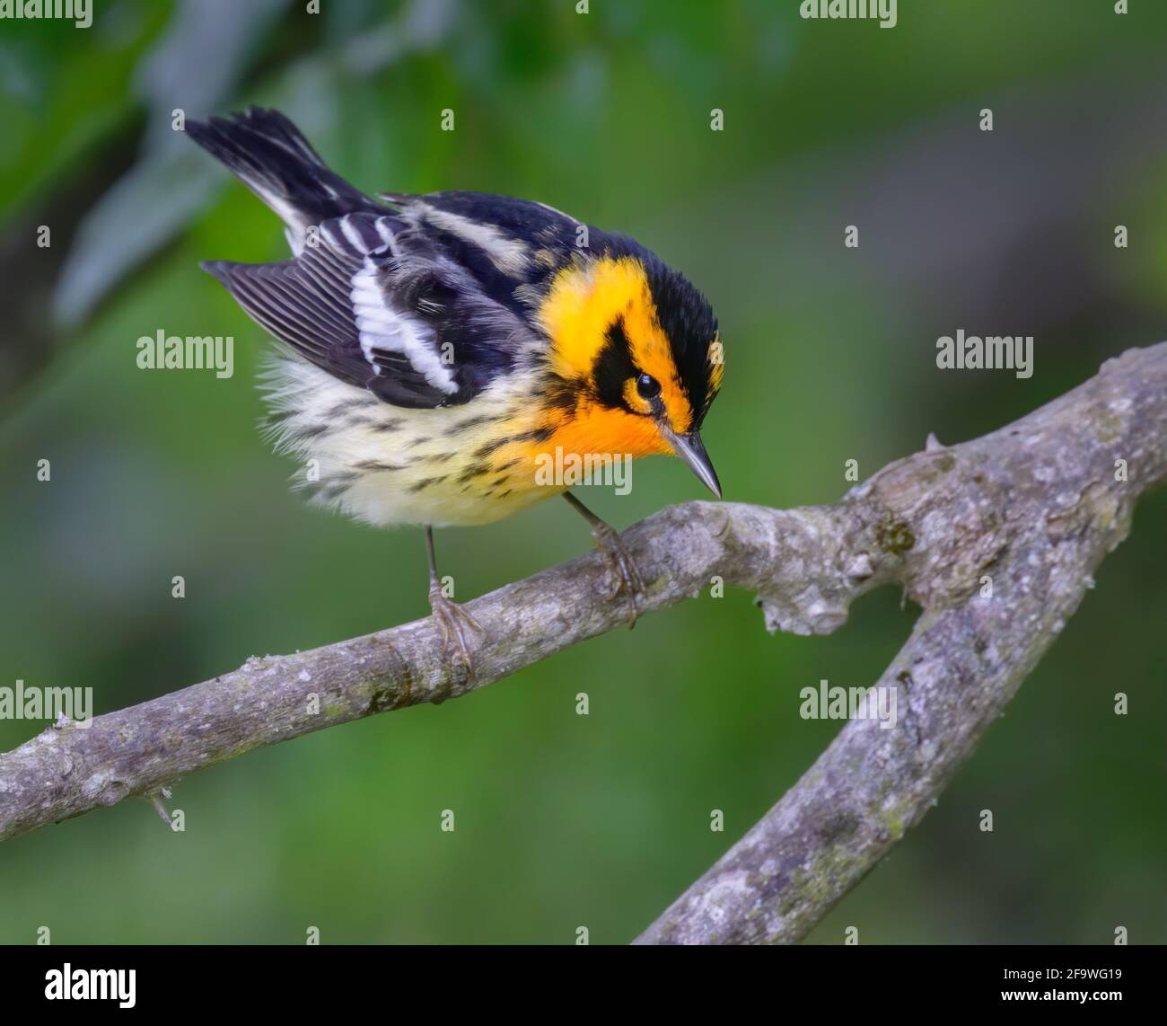 Blackburnian warbler (Setophaga fusca) male perching in a tree during ...