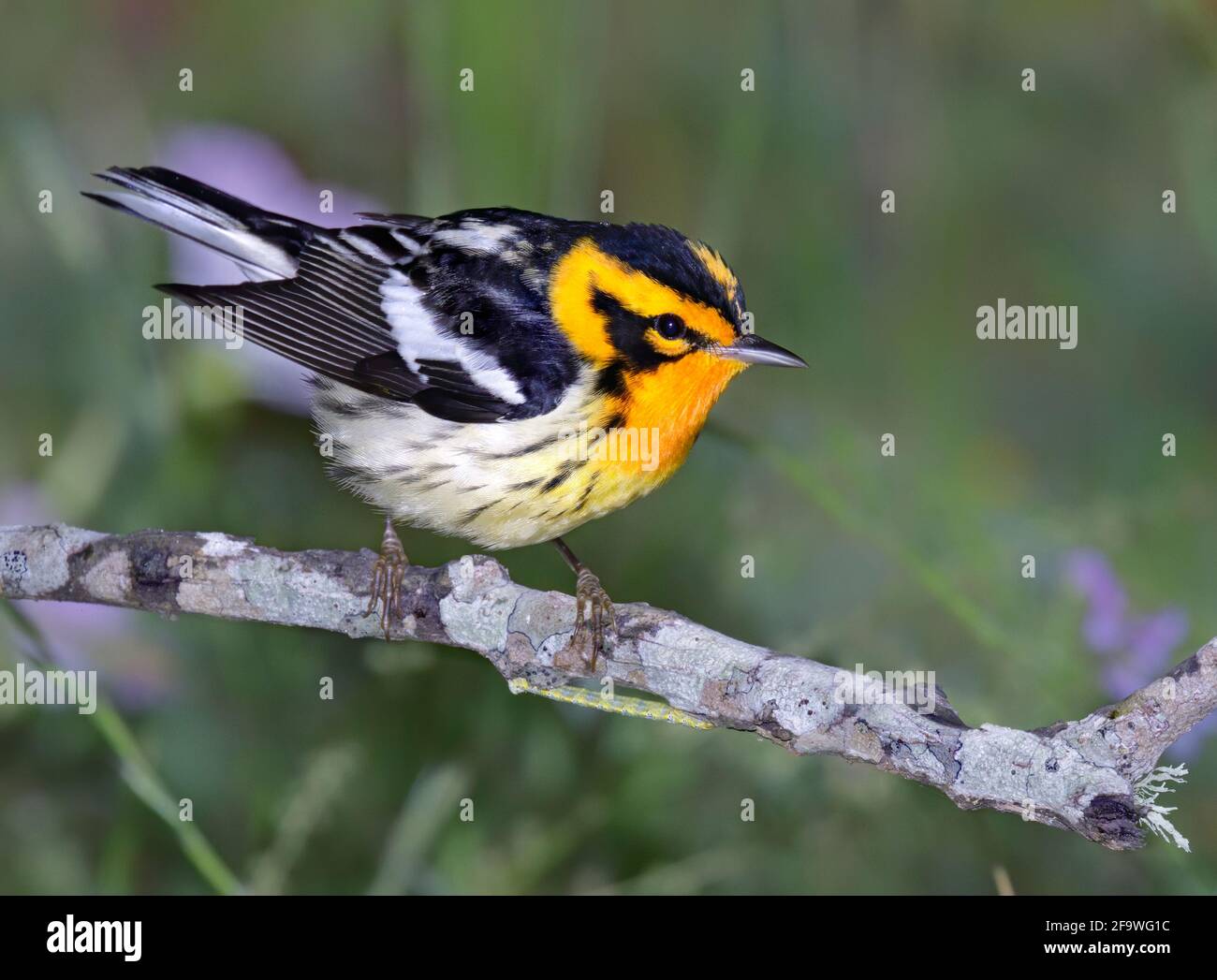 Blackburnian warbler (Setophaga fusca) male perching in a tree during ...