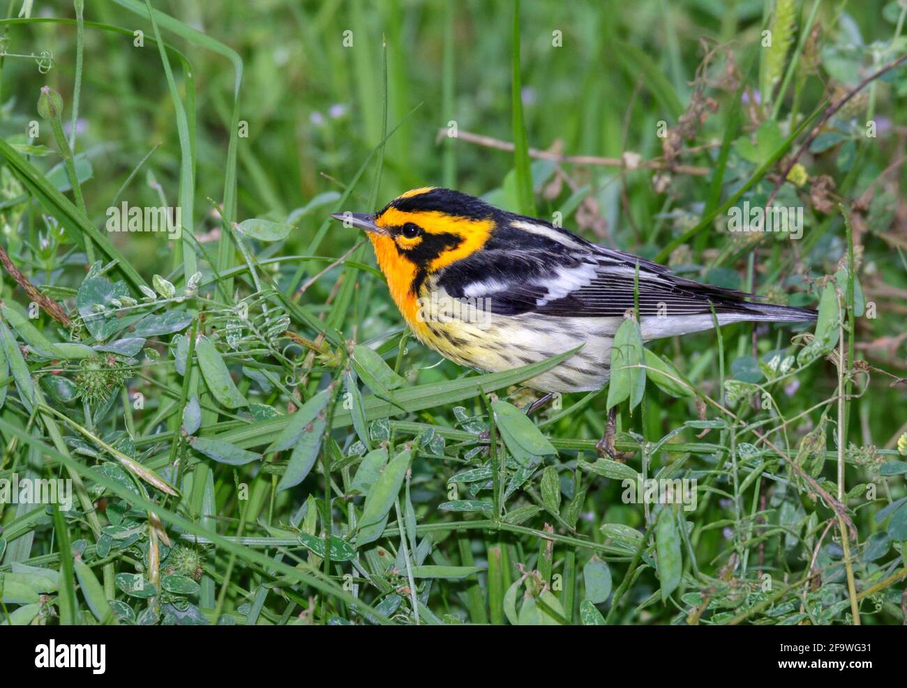 Blackburnian warbler (Setophaga fusca) male hunting insects in the ...