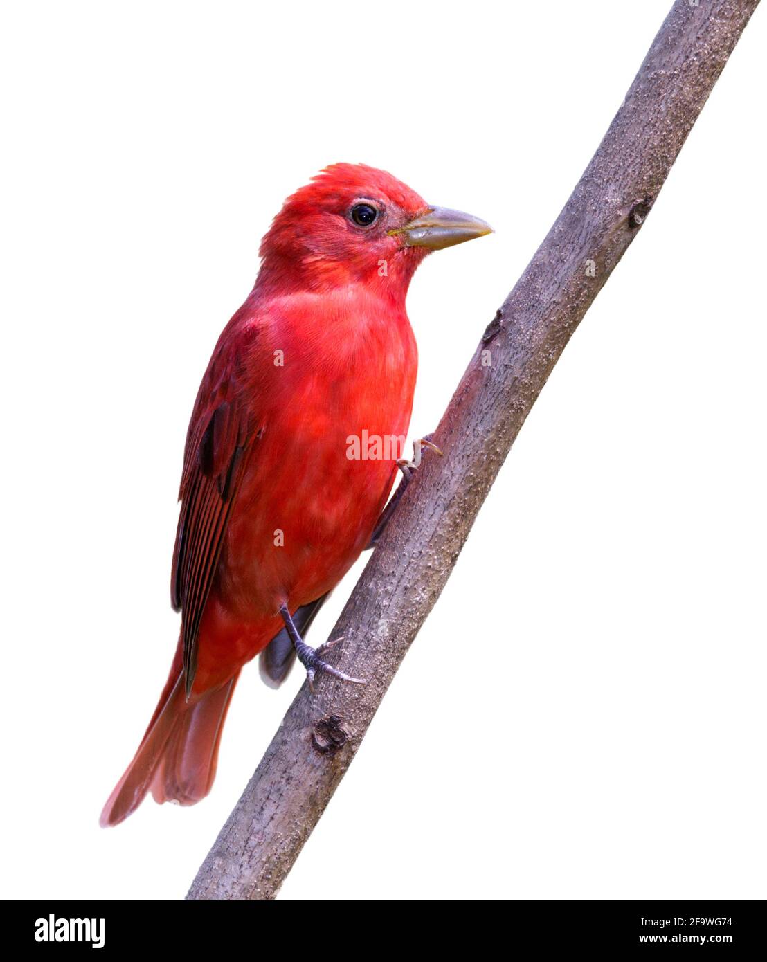 Summer tanager (Piranga rubra) male perching on a branch, isolated on white background Stock ...