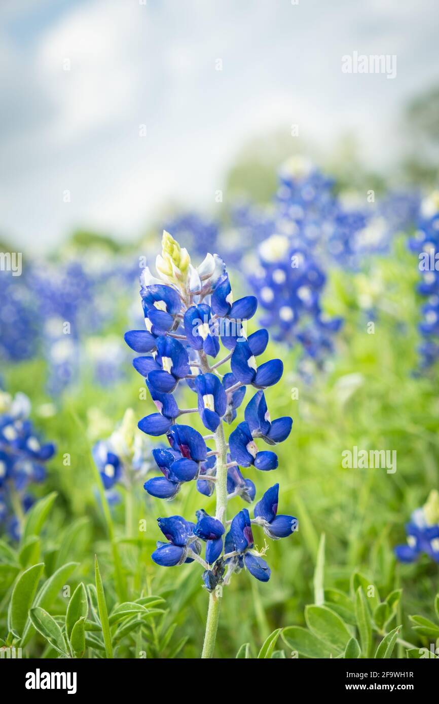 A field of Blue Bonnet flowers blooms in Texas during spring Stock ...