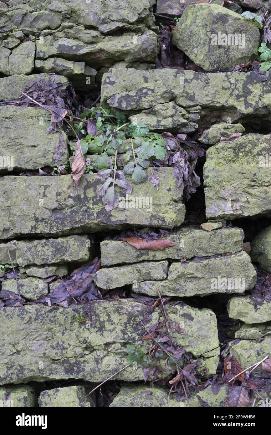 Vertical shot of plants growing on a mossy cobblestone wall Stock Photo ...
