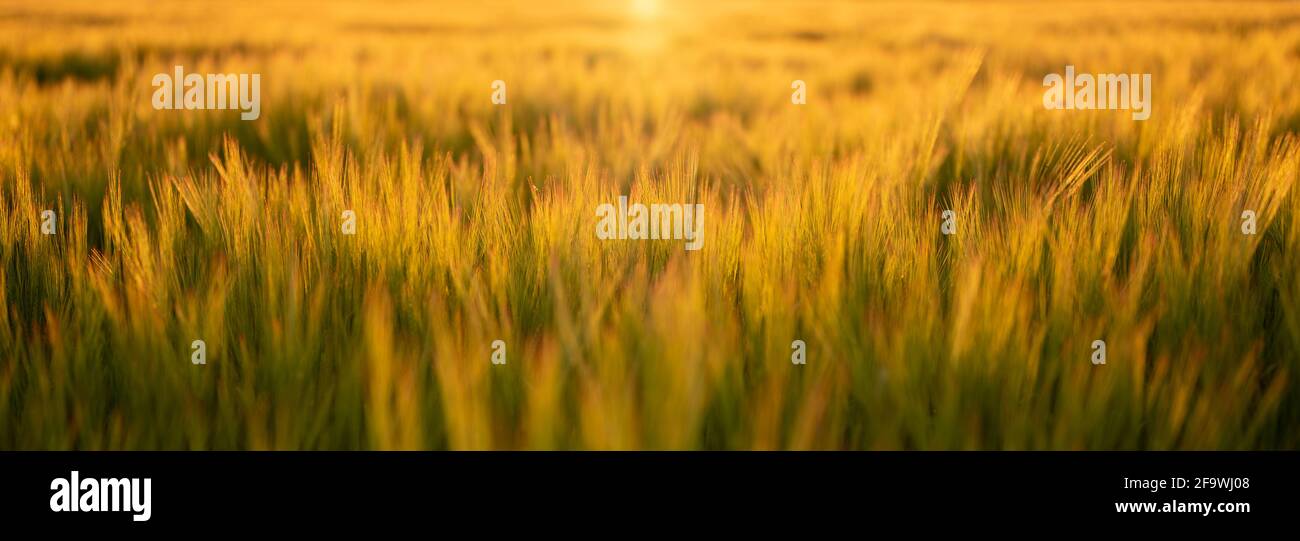 Surface golden wheat field sunset hi-res stock photography and images ...