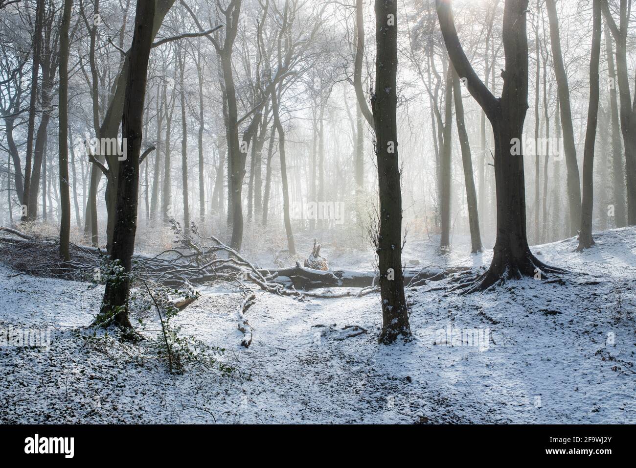 Early morning snow and mist in a cotswold woodland in the spring ...