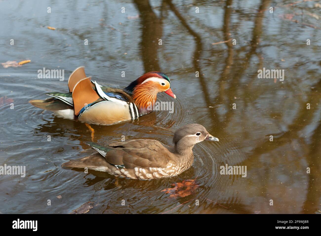 Mandarin ducks swimming in a pond Stock Photo - Alamy