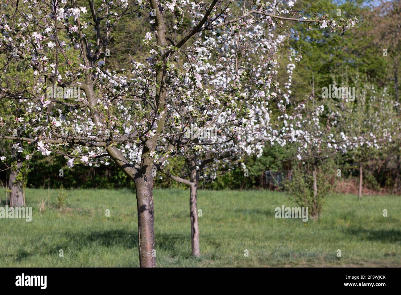 Blossoming trees in a garden Stock Photo - Alamy