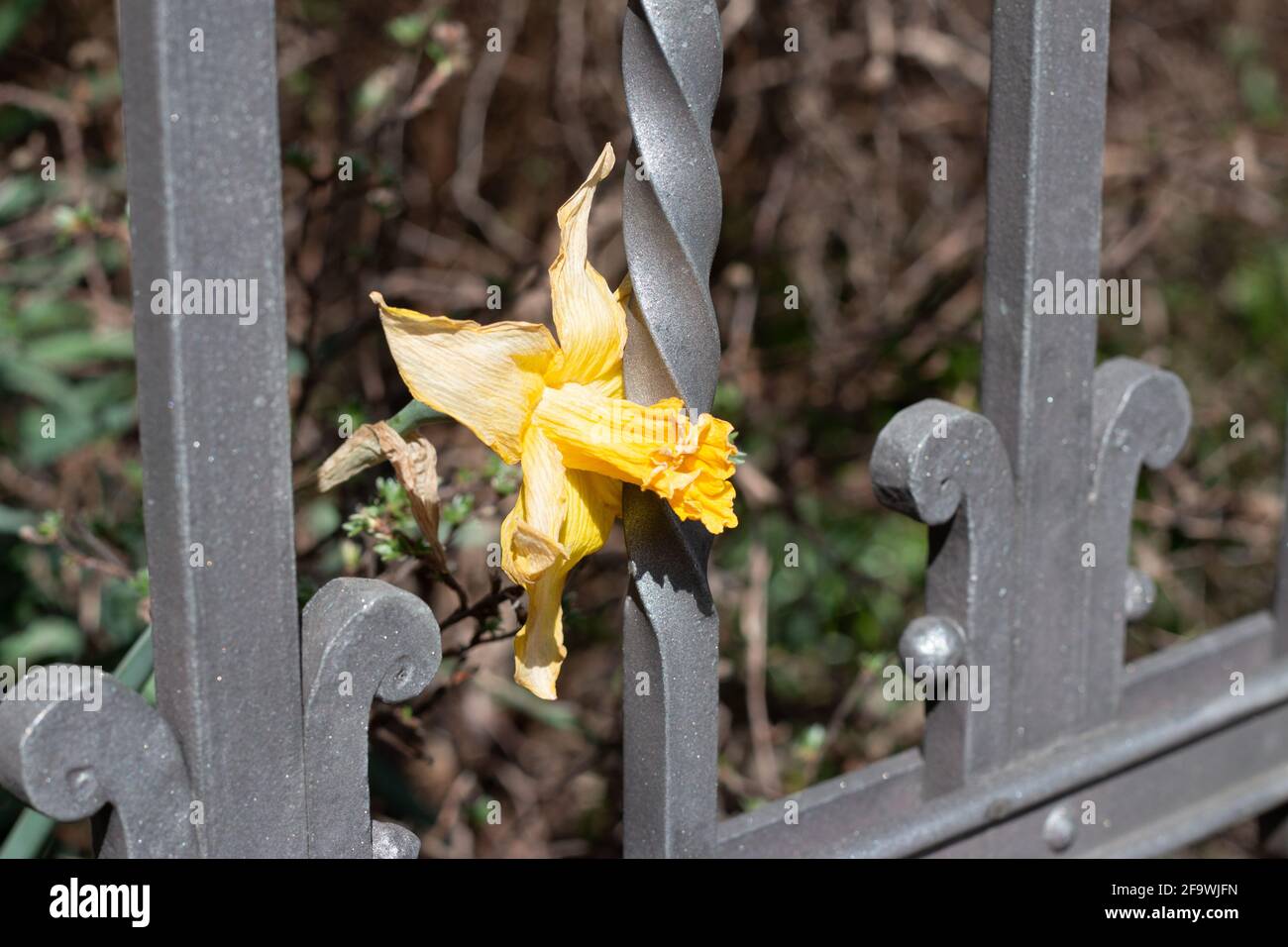 Closeup shot of a dry daffodil growing behind a fence Stock Photo - Alamy