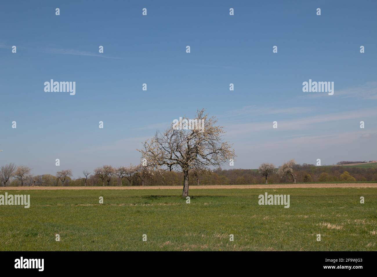 Tree in a valley in a rural area Stock Photo - Alamy