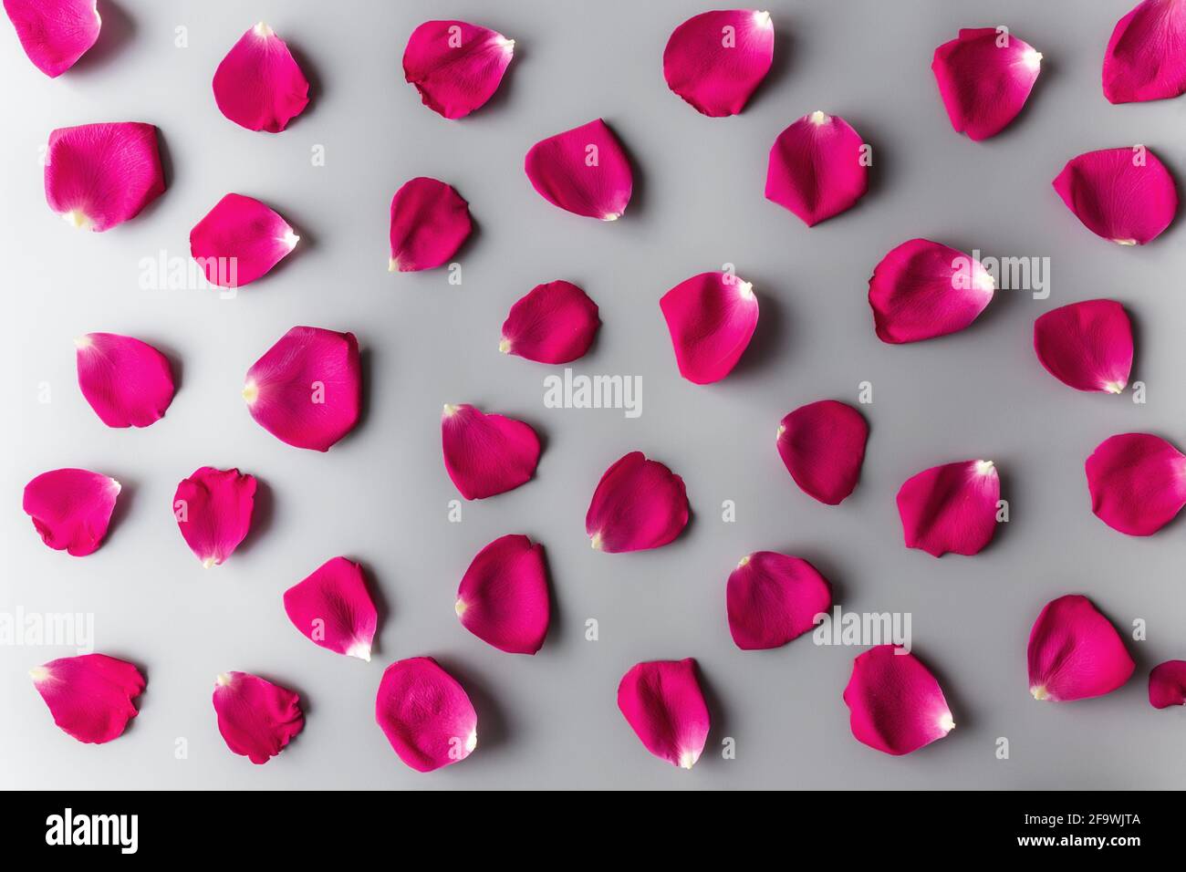 Red rose with grey color background hi-res stock photography and images ...