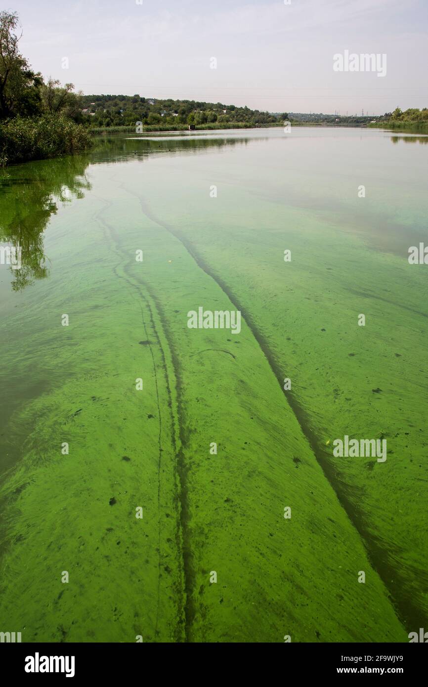 Fast during algal bloom in the river water Stock Photo - Alamy