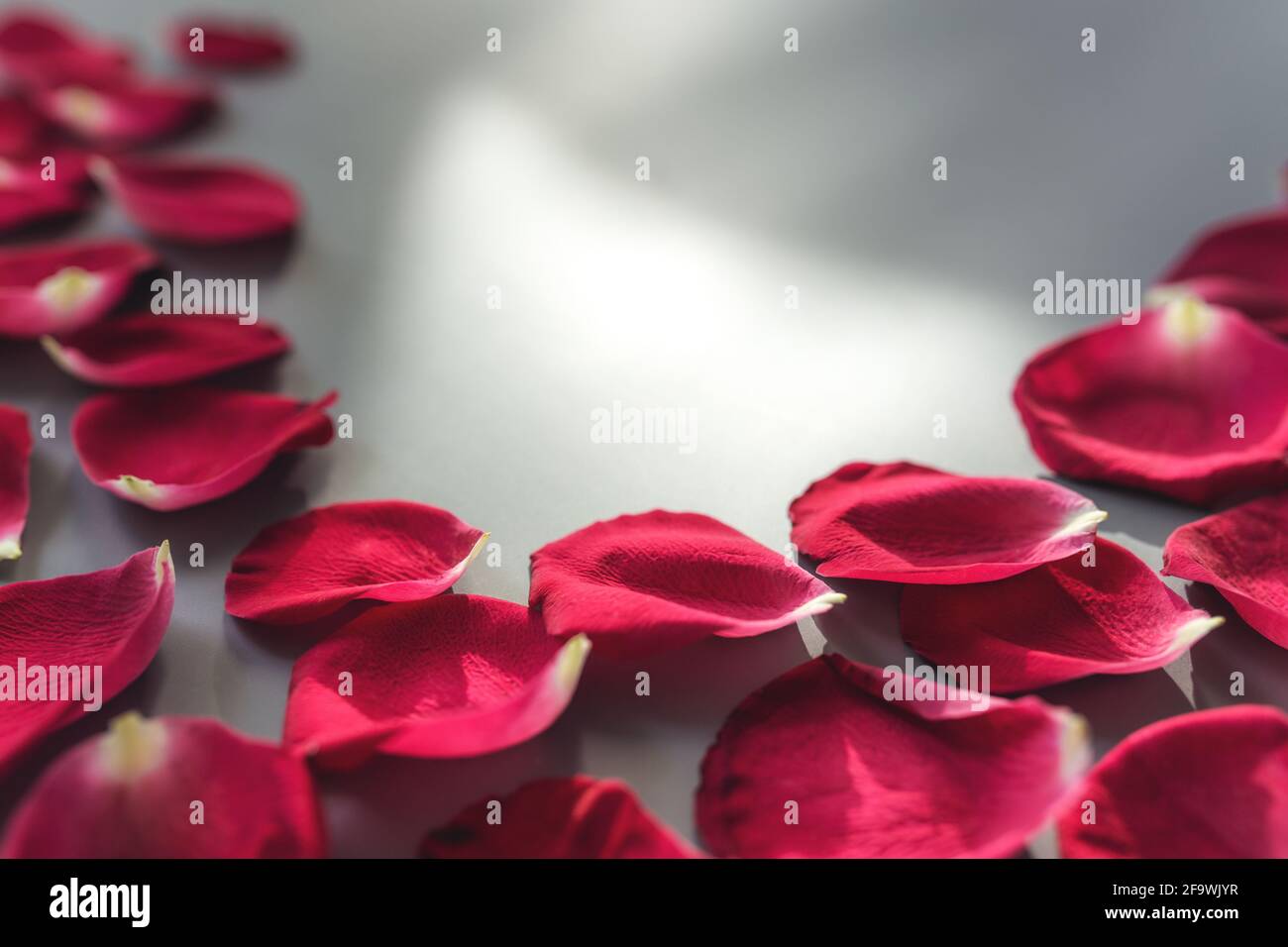 Red rose with grey color background hi-res stock photography and images ...