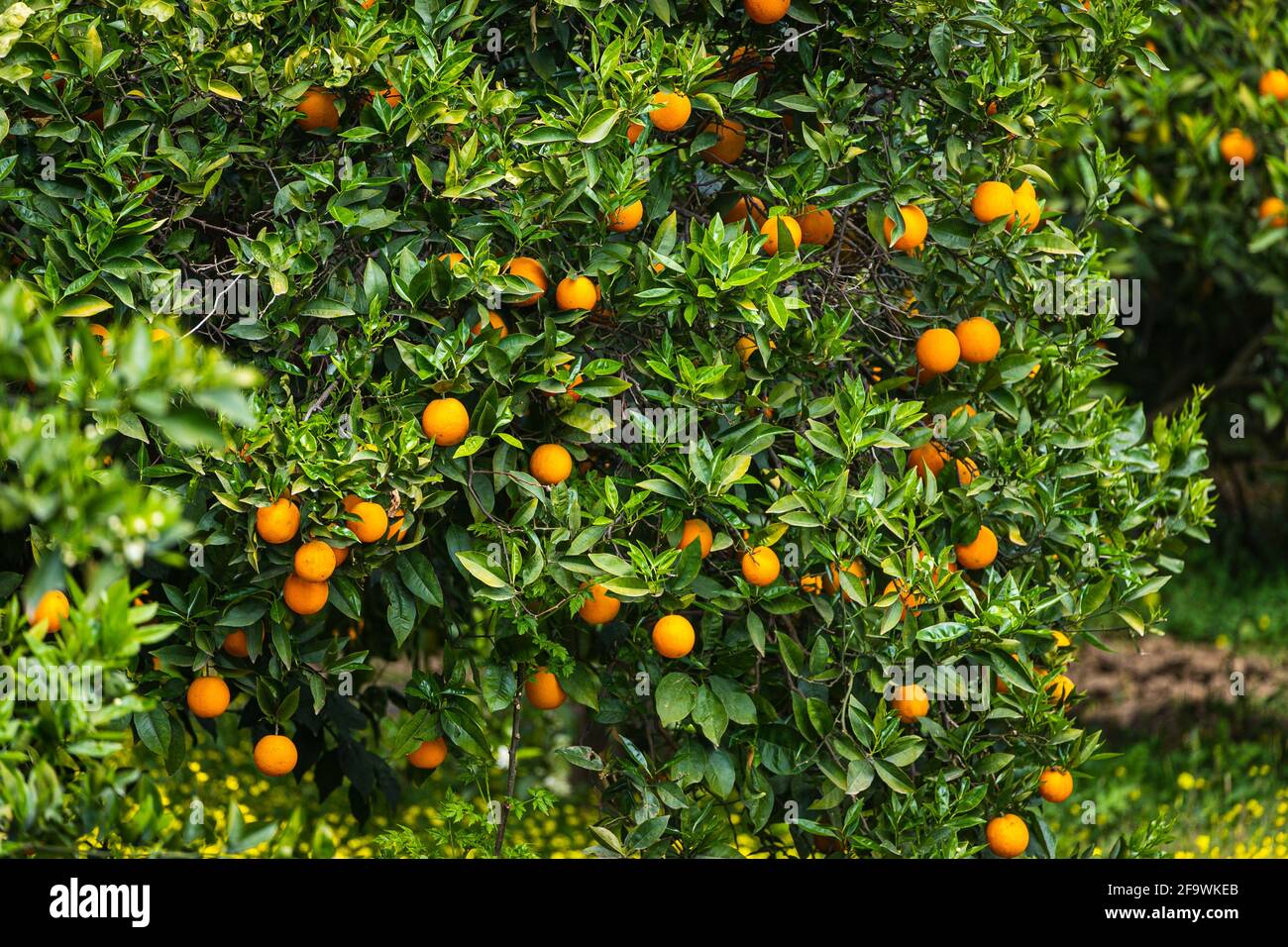 close-up beautiful orange tree with orange large round oranges ...