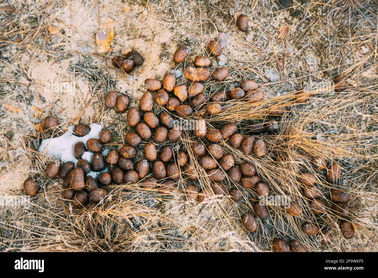 Elk Moose Scat On Snow In Winter Forst. Belarus Or European Part Of ...