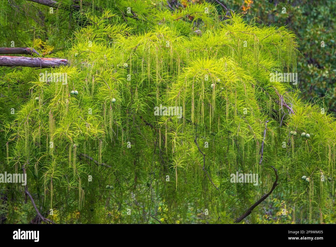 Leaves and cones of a cypress evergreen. Dense cypress branches with ...