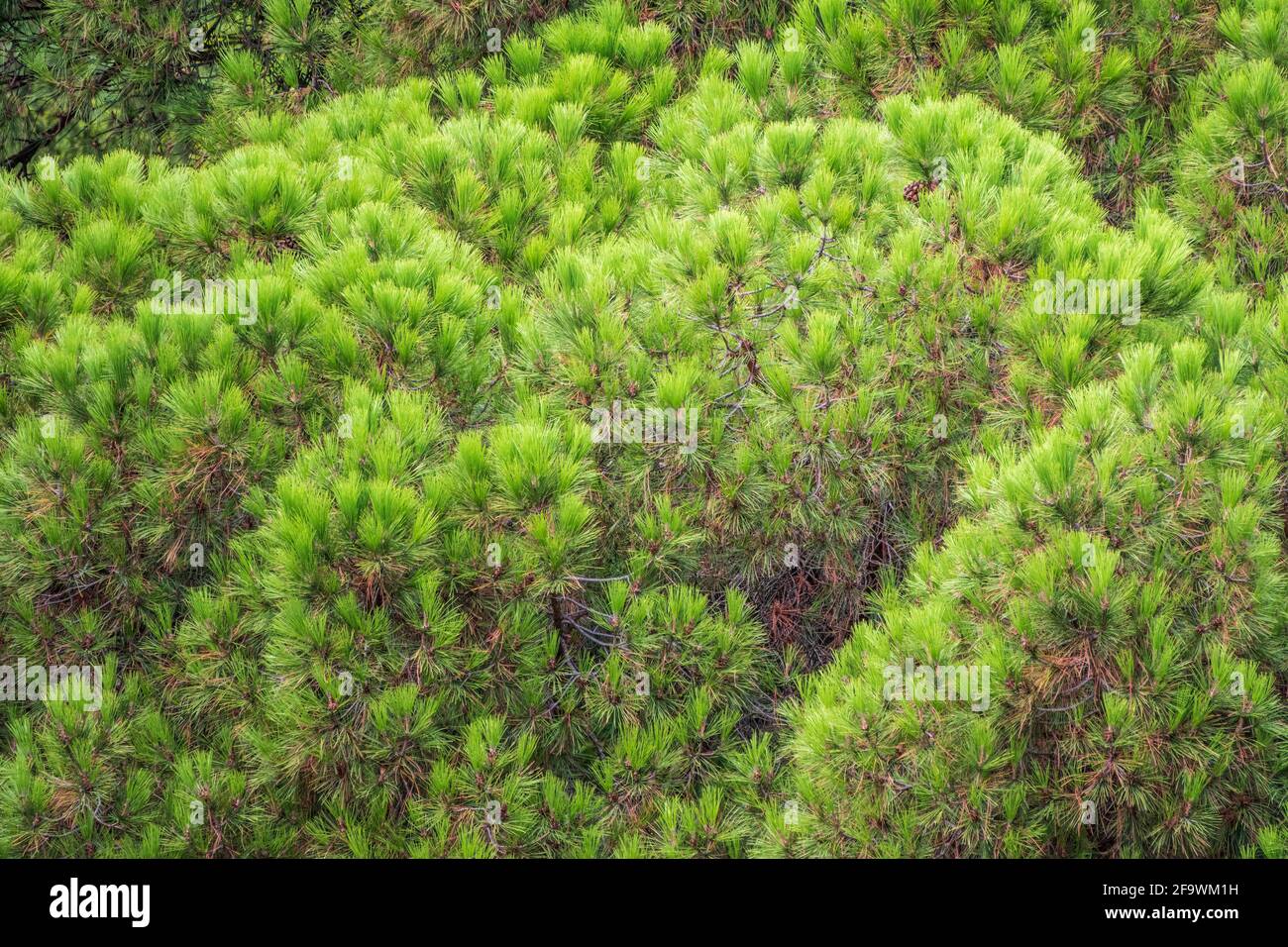 Green cedar branches with long fluffy needles. Pine branches with fresh ...