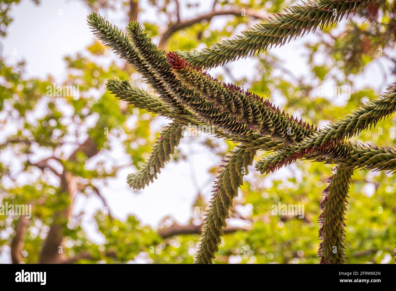 Araucaria Araucana Spring High Resolution Stock Photography and Images ...