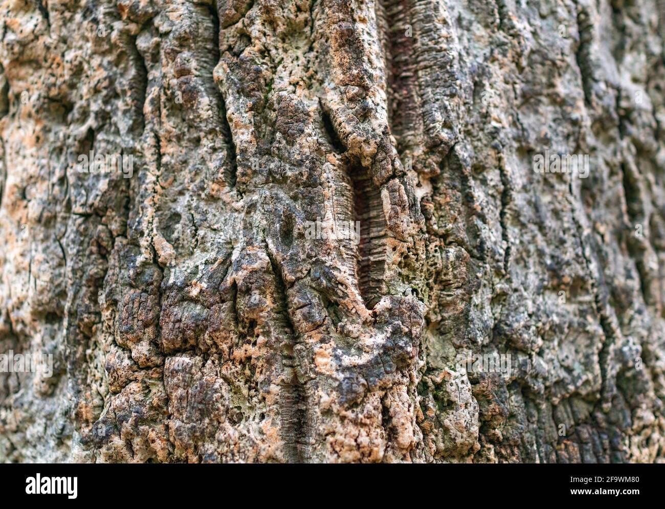 Cork oak tree bark texture. Old Tree bark texture. Natural background ...