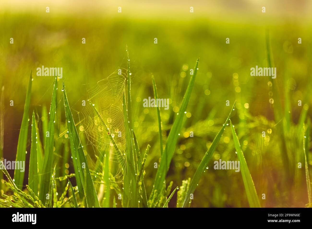 The rice grain grasses with morning water drops. Rice grain grass Stock ...
