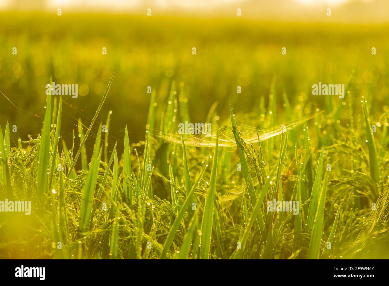 The rice grain grasses with morning water drops. Rice grain grass Stock ...
