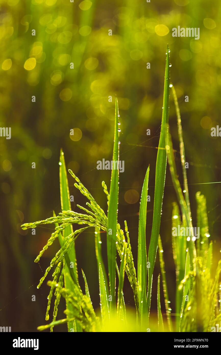The rice grain grasses with morning water drops. Rice grain grass Stock ...