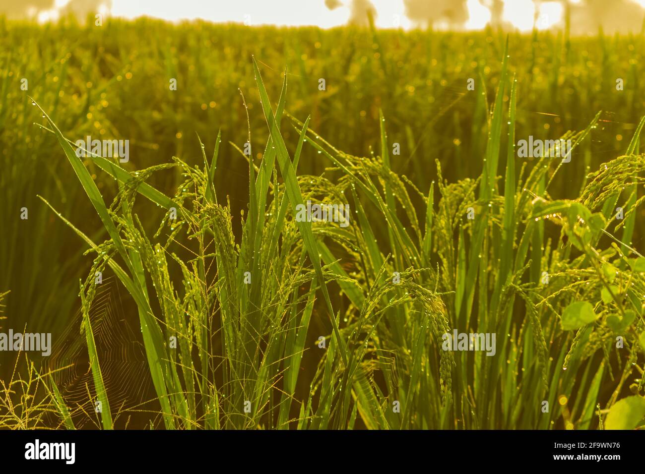 The rice grain grasses with morning water drops. Rice grain grass Stock ...