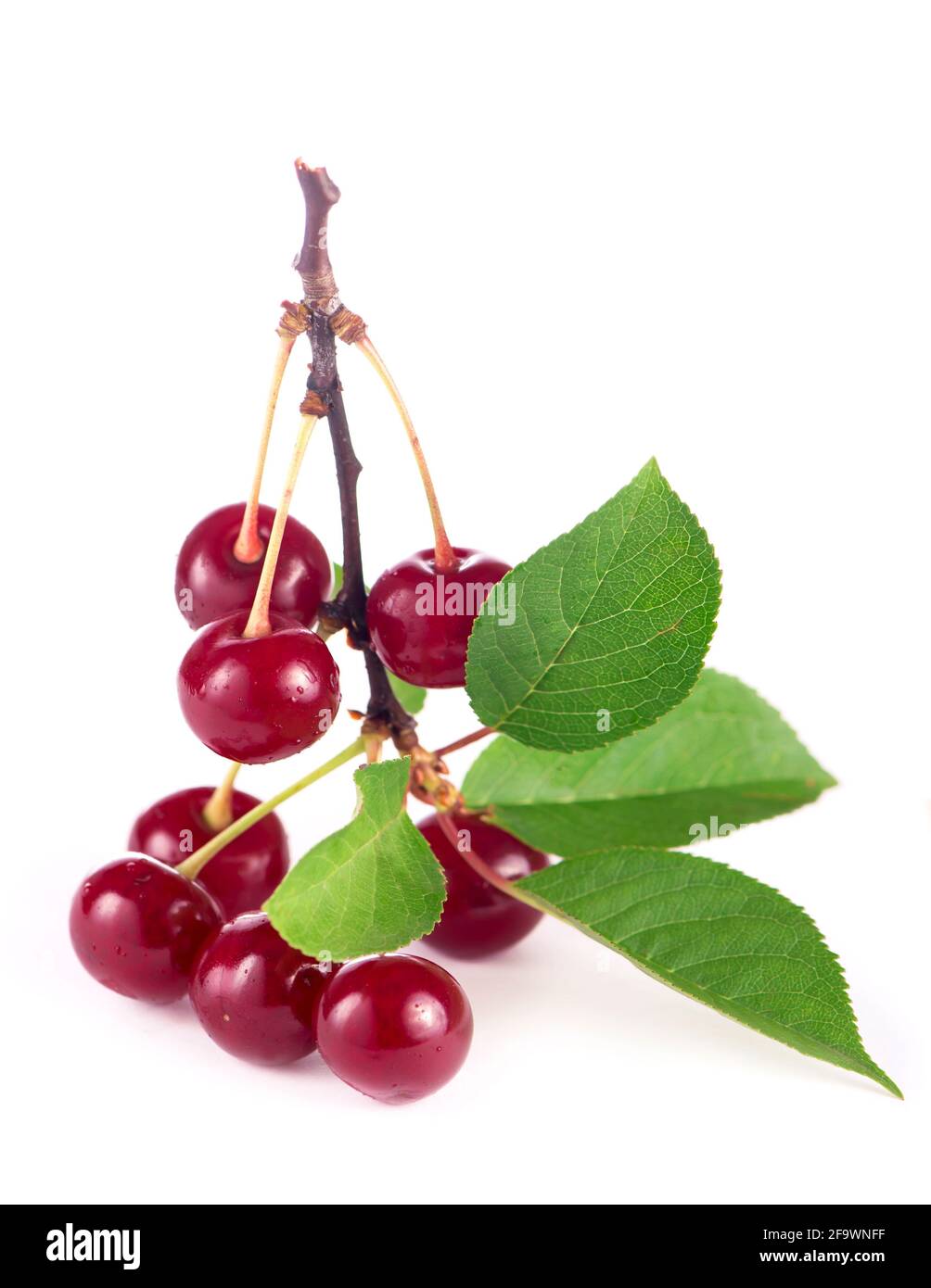 Ripe fresh red cherry isolated on white background. With clipping path ...