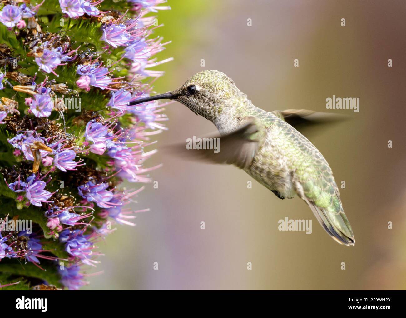 Female anna hummingbird hi-res stock photography and images - Alamy
