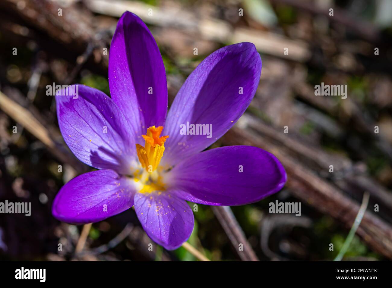 Crocus plant in the forest, macro shoot Stock Photo - Alamy